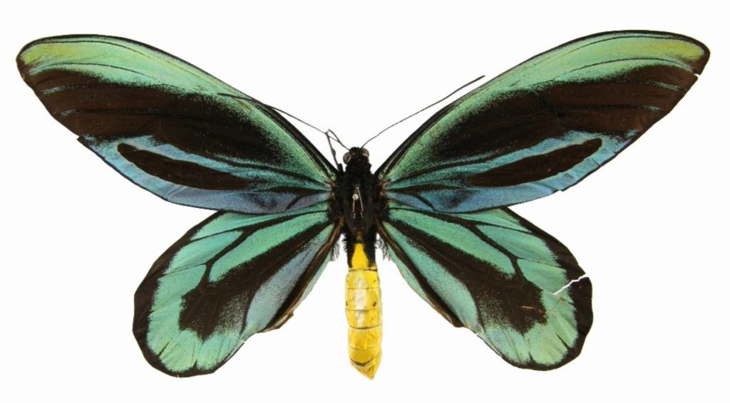 Ornithoptera Alexandrae Butterfly